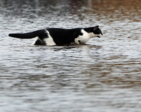 Our Impact - Animal Victory