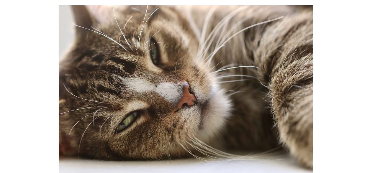 Sign: Hold Authorities Accountable For Allowing Cats Abandoned In House ...