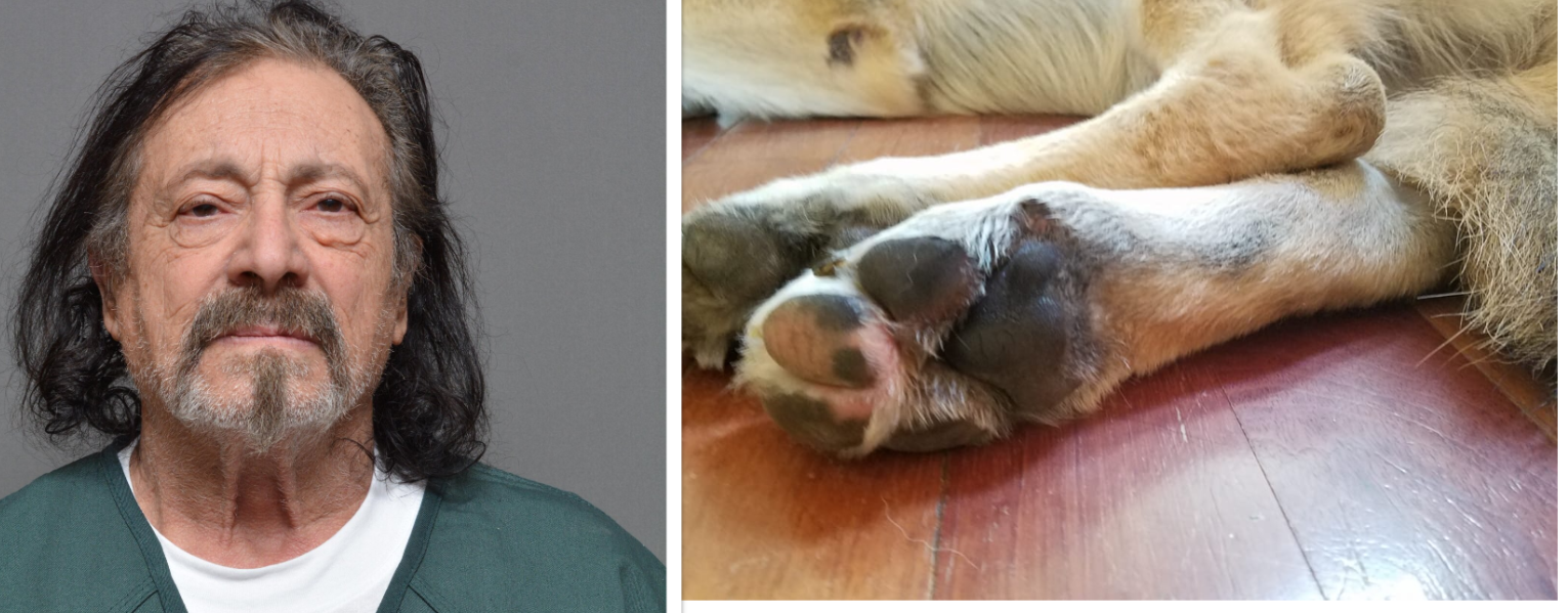 Past Petitions – Animal Victory