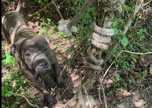 Sign: Justice For Dog Hanged And Left To Die In Wooded Area Near ...
