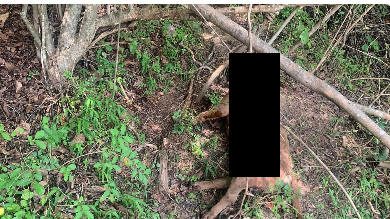 Sign: Justice For Dog Hanged And Left To Die In Wooded Area Near ...