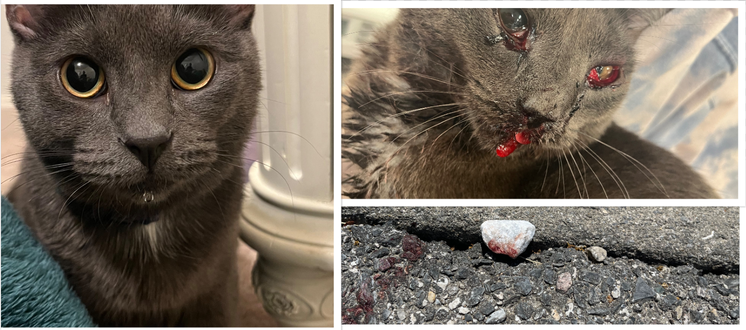 Home - Animal Victory