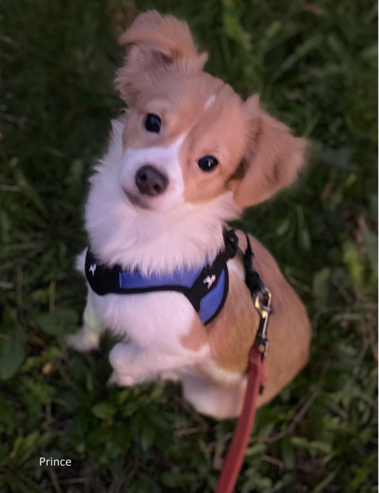 Sign: 8-Time Convicted Felon Murders Elderly Dog Walker And Fatally ...