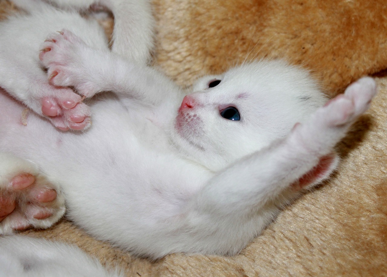 Sign: Justice For Cat and Kittens 'Slowly Tortured' For Sick Crush ...