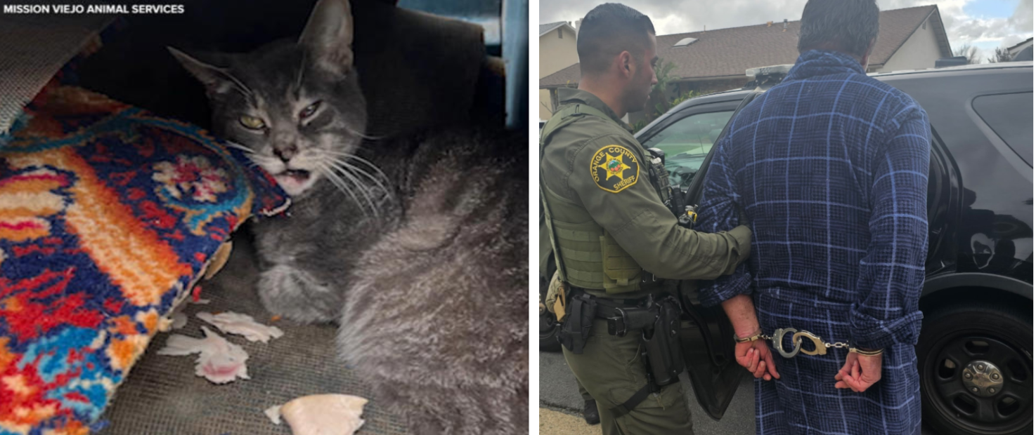 Sign: Heartless Man Abandoned Cat With 'Extensive' Injuries In Dumpster ...