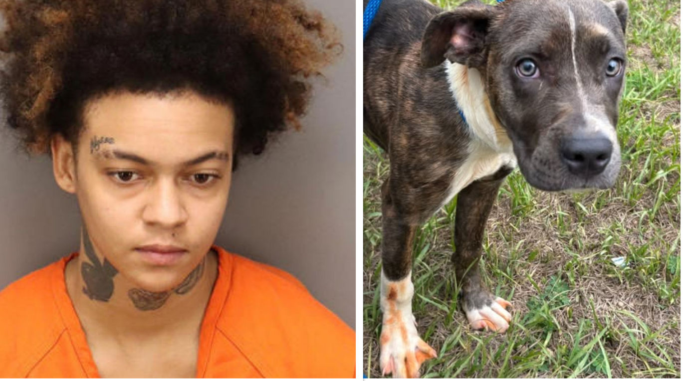 Sign: Woman Punched, Threw, And Doused Puppy in Hot Sauce and Pickle ...