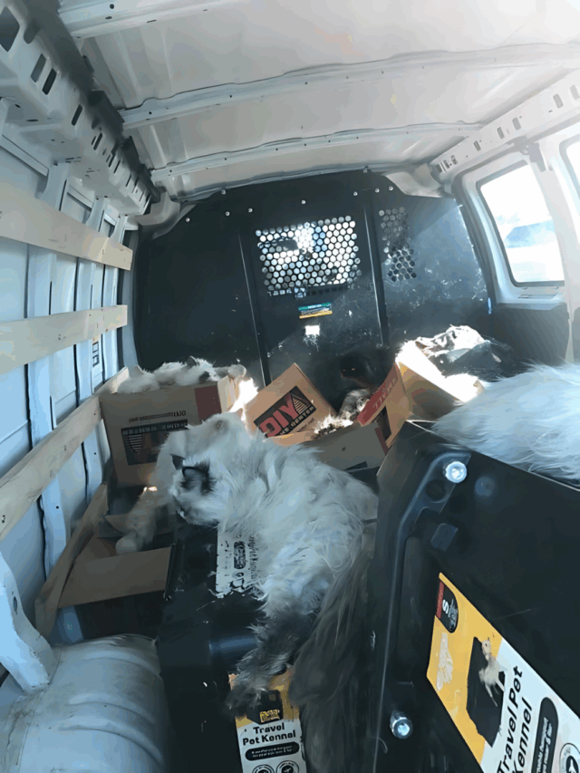 Sign: Breeder Arrested After Over 130 Emaciated and Dead Cats Found ...