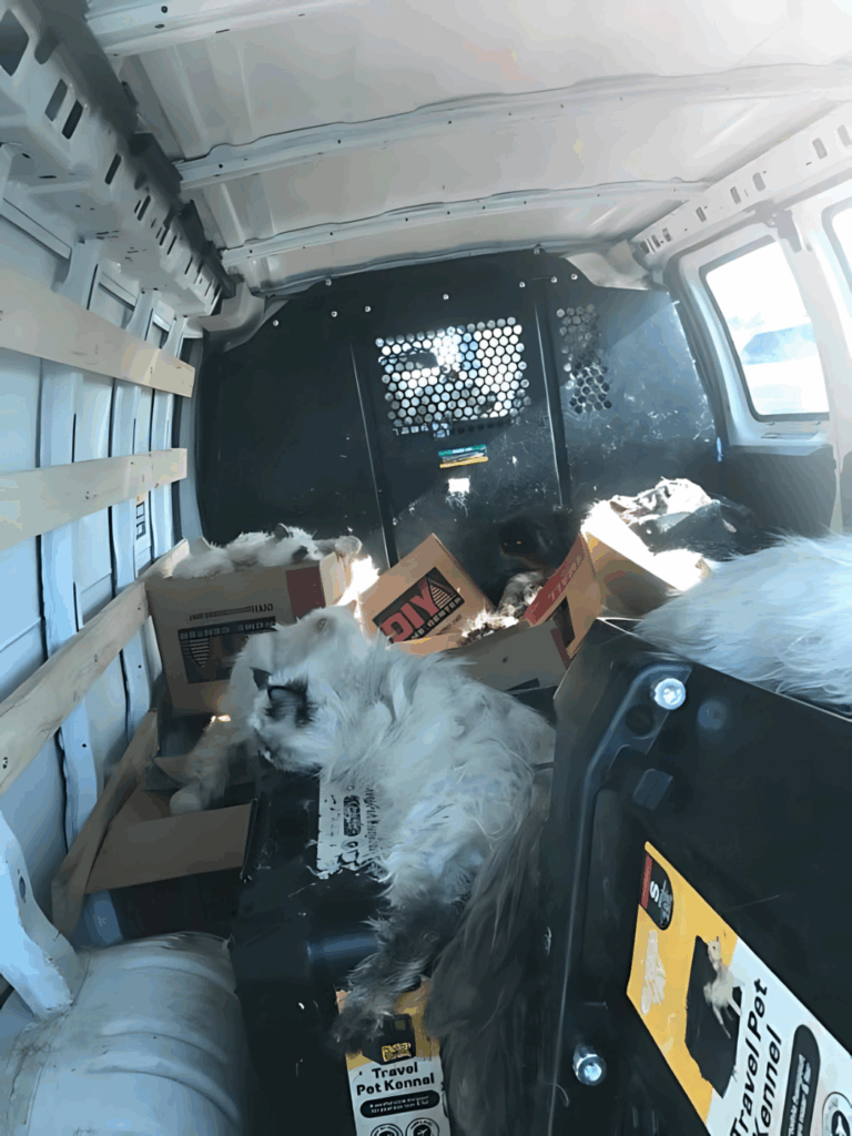 Sign: Breeder Arrested After Over 130 Emaciated and Dead Cats Found ...