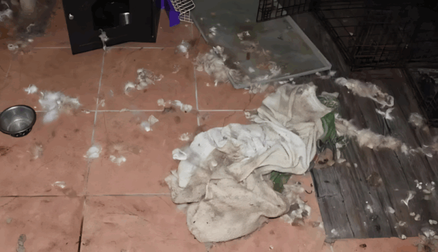 Sign: Vet Tech's Cat and Dogs Found Decomposing in Bedroom After She ...