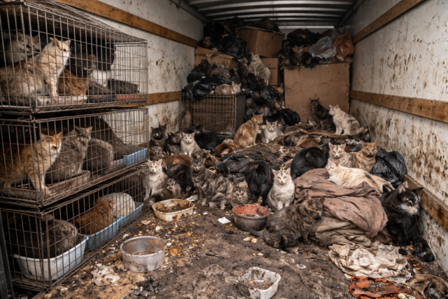 Sign: 68 Cats Found Trapped in a Filthy Moving Truck, 10 Dead, One ...