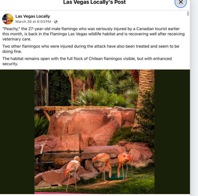 Sign: Tourist Steals Flamingo From Habitat and Tortures Him in His ...