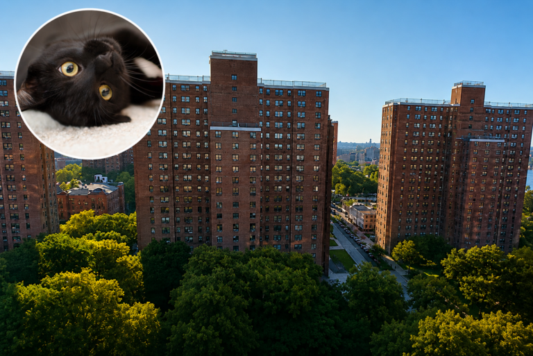 Sign: Bronx Man Accused of Throwing Family Cat Shadow From 15-Story ...