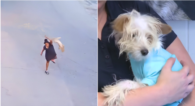 Sign: Caught on Video: Woman Throws and Kicks Puppy to its Death ...