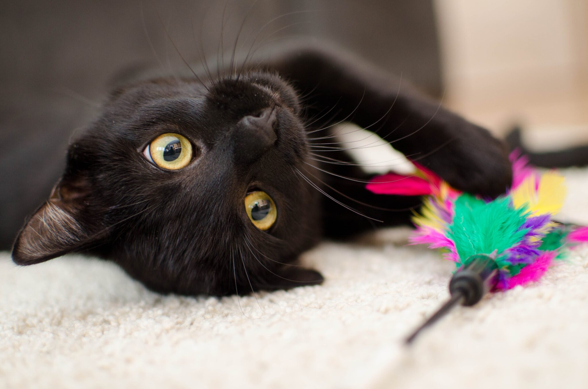 Sign: Bronx Man Accused of Throwing Family Cat Shadow From 15-Story ...