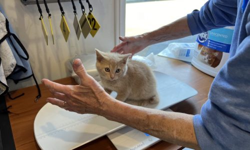 Press Releases - Animal Victory